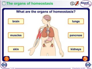 Homeostasis | PPT
