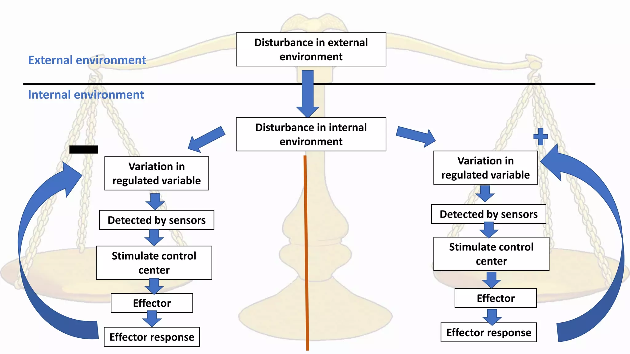 Homeostasis I Negative and Positive Feedback Mechanism I Feedforward Mechanism I General ...