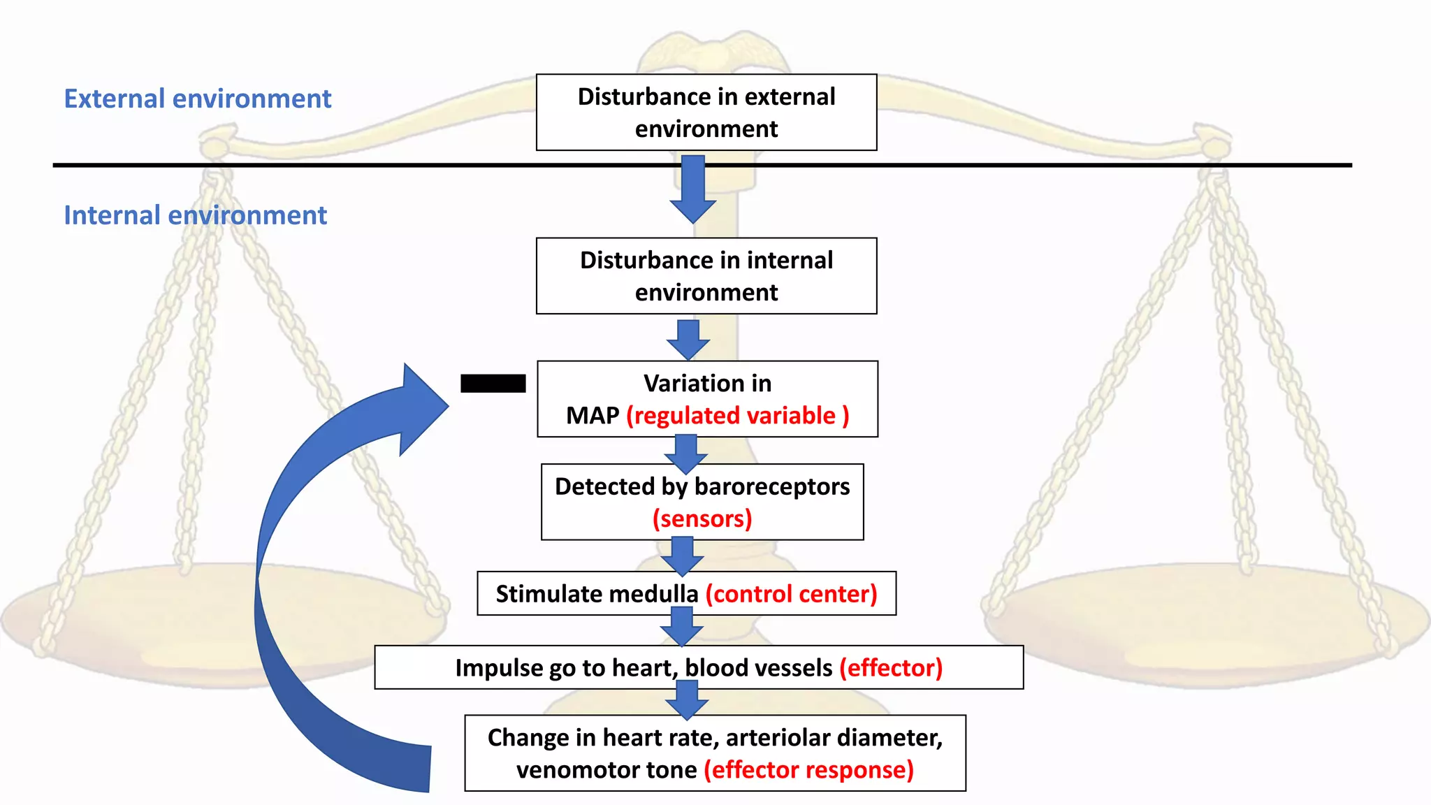 Homeostasis I Negative and Positive Feedback Mechanism I Feedforward Mechanism I General ...