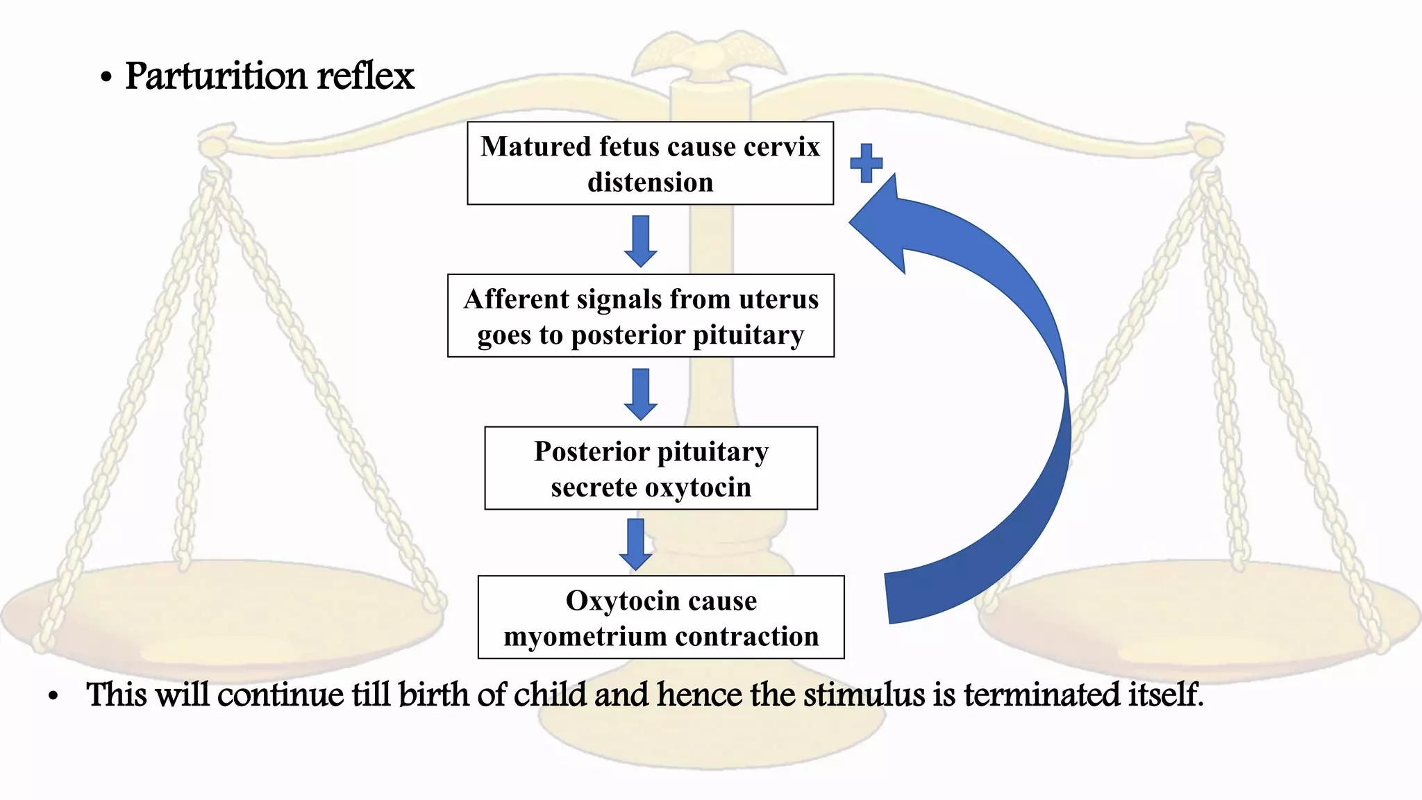 Homeostasis I Negative and Positive Feedback Mechanism I Feedforward Mechanism I General ...