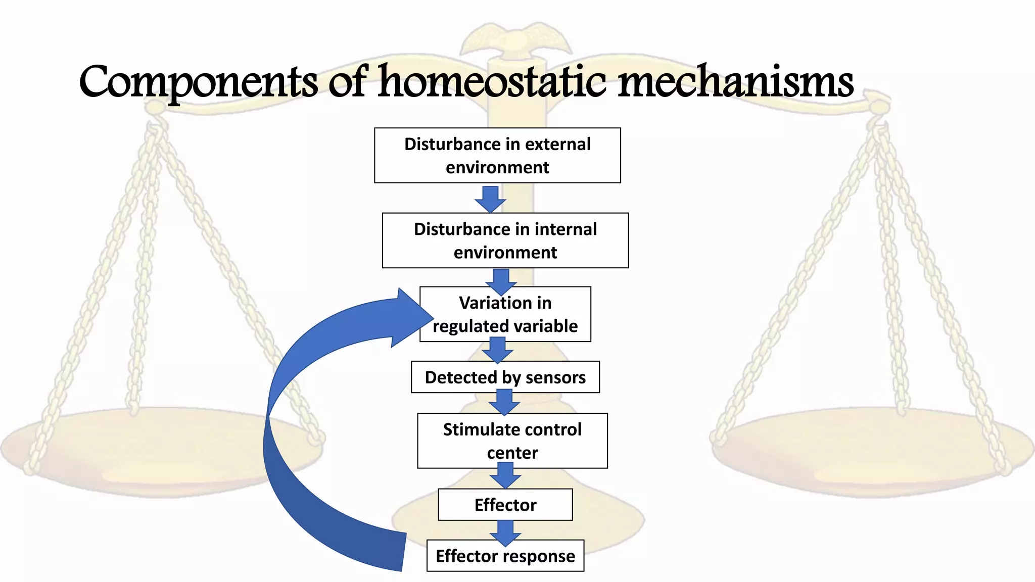 Homeostasis I Negative and Positive Feedback Mechanism I Feedforward Mechanism I General ...