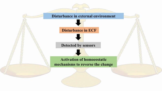 Homeostasis I Negative and Positive Feedback Mechanism I Feedforward Mechanism I General ...