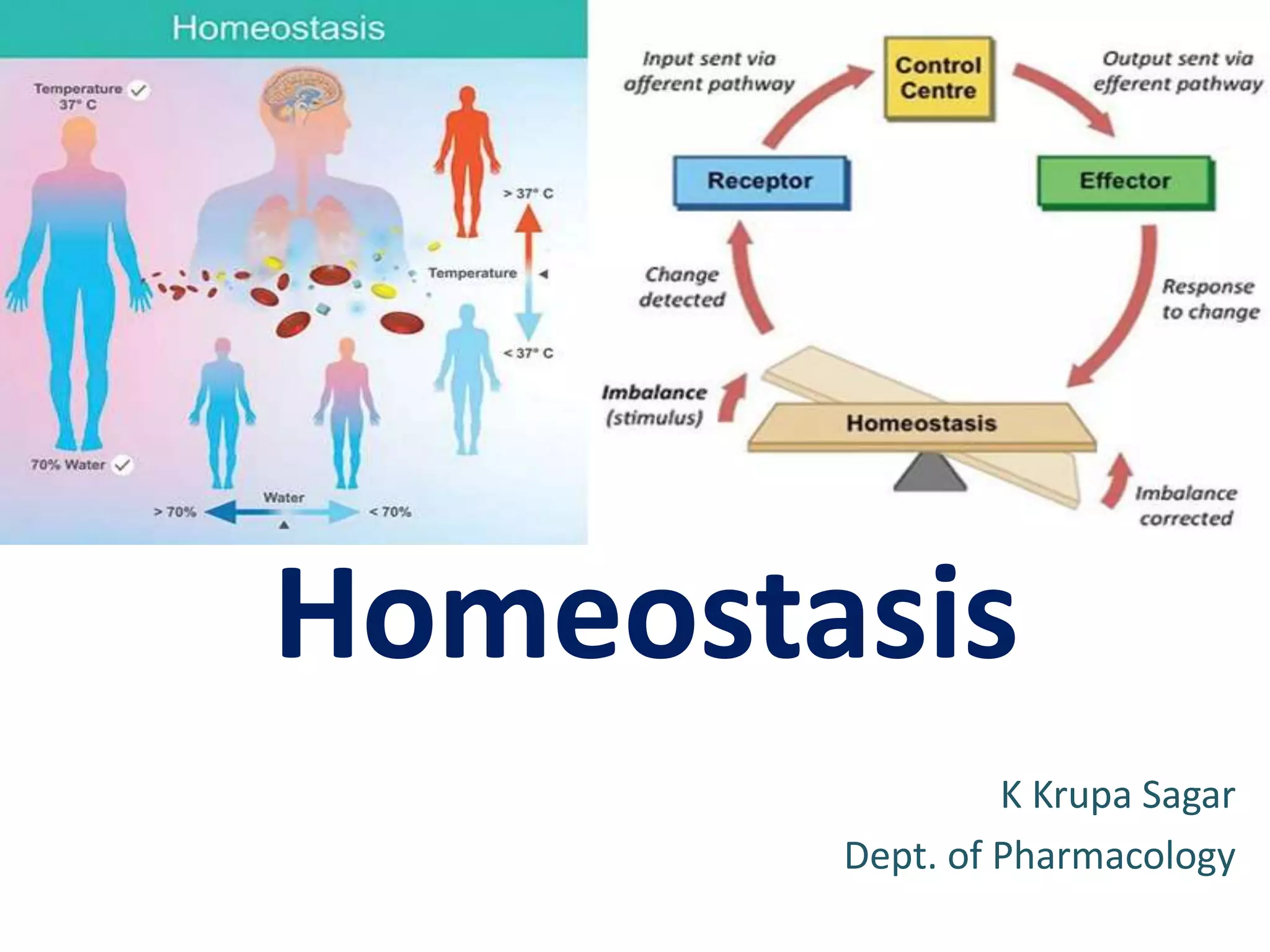 Homeostasis | PPTX