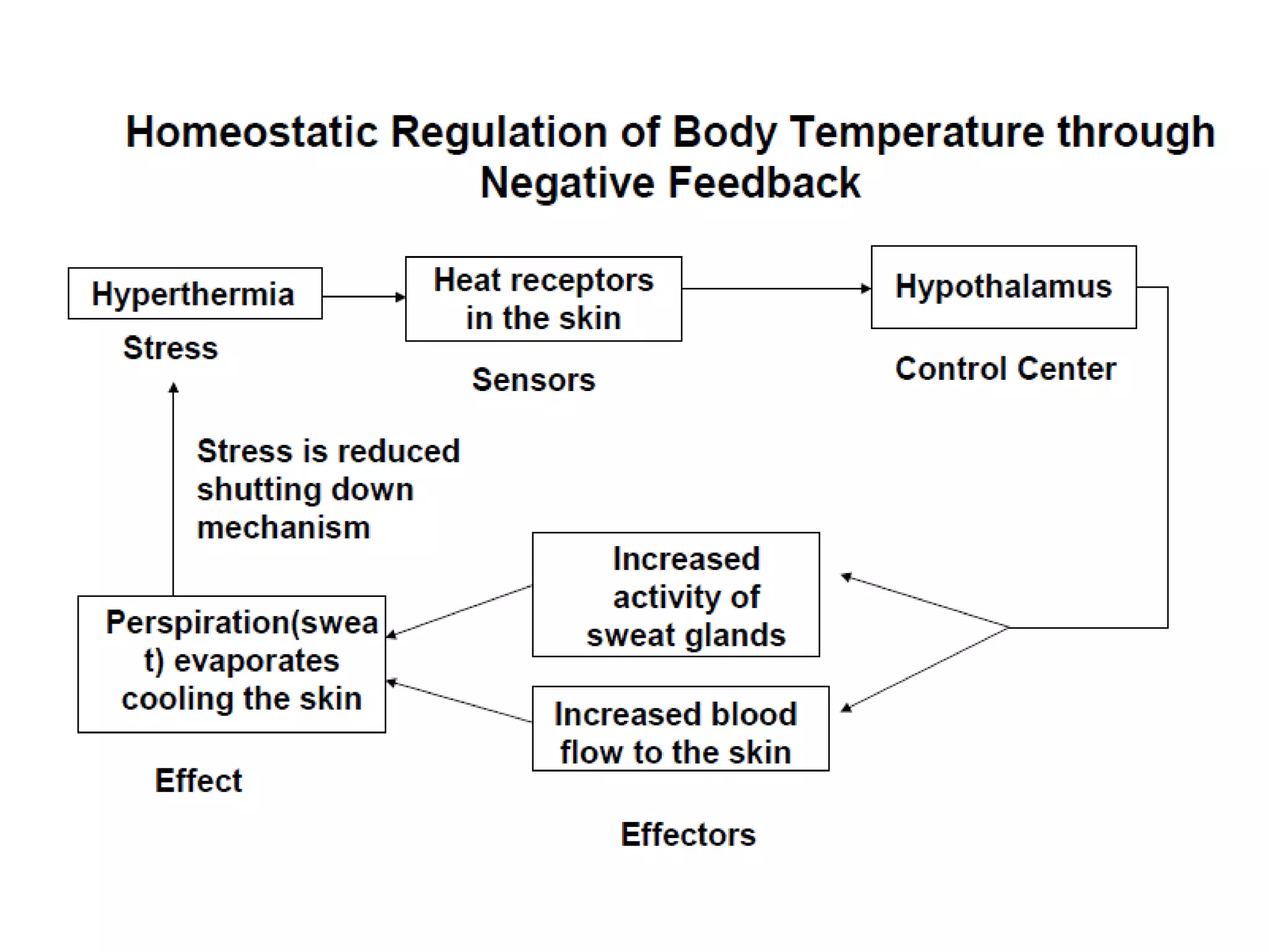 Homeostasis | PPTX