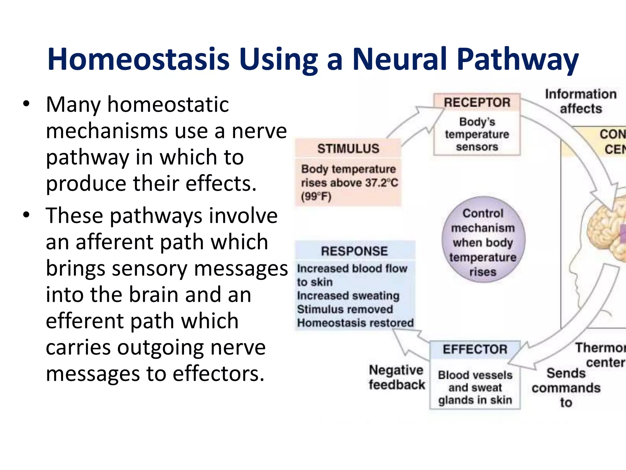 Homeostasis | PPTX