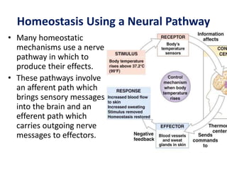 Homeostasis | PPTX