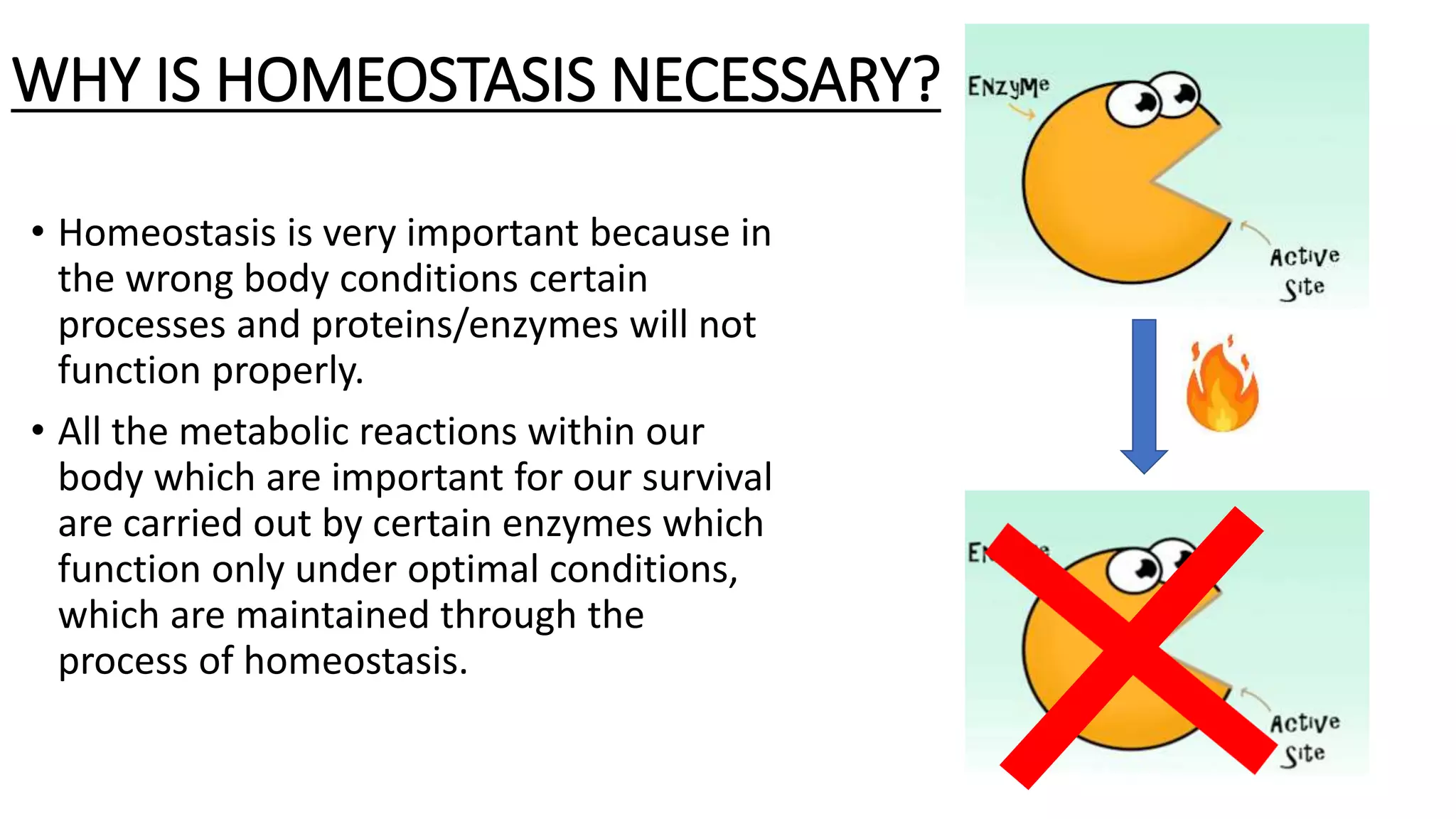 Homeostasis | PPTX
