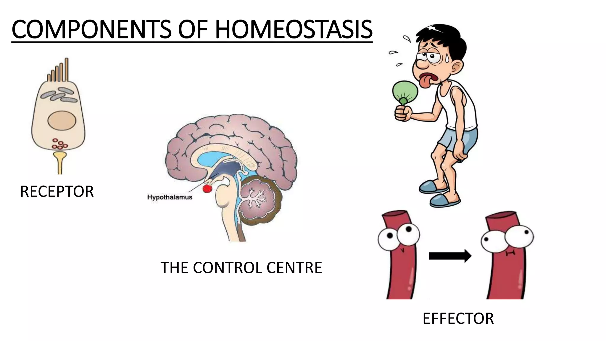 Homeostasis | PPTX