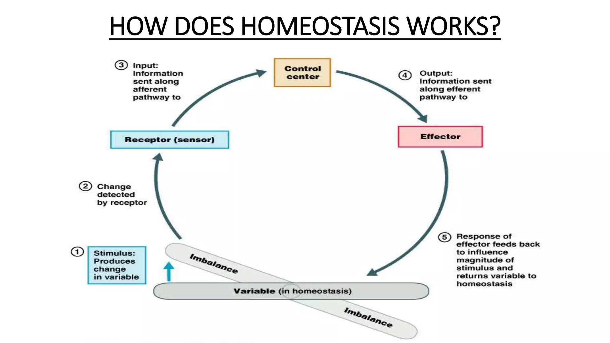 Homeostasis | PPTX