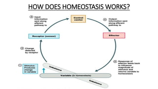 Homeostasis | PPTX