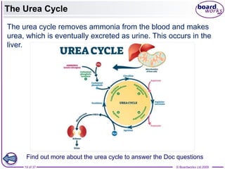 Homeostasis.L3.pptx