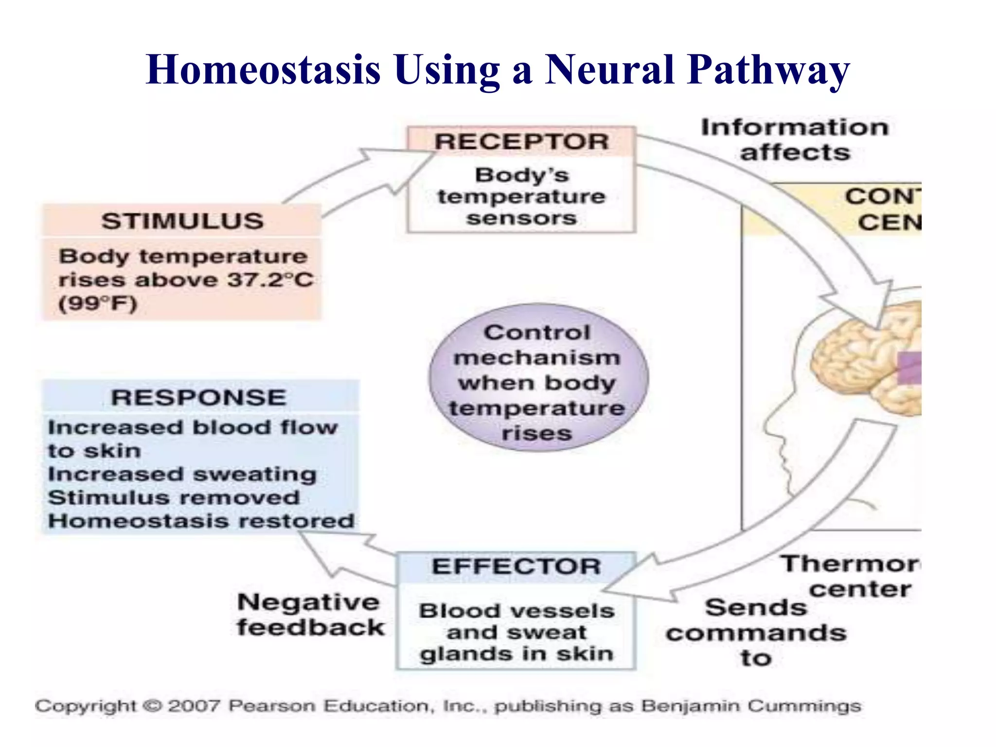 HOMEOSTASIS.pptx