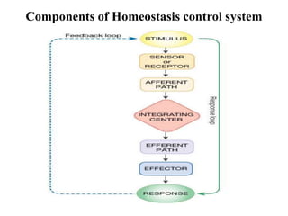 HOMEOSTASIS.pptx | Endocrine and Metabolic Diseases | Diseases and ...
