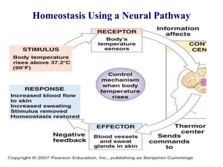 HOMEOSTASIS.pptx | Endocrine and Metabolic Diseases | Diseases and ...