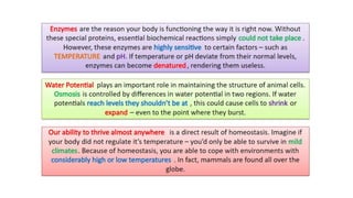 homeostasis.pptx