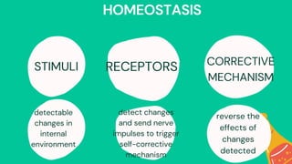 HOMEOSTASIS.pdf