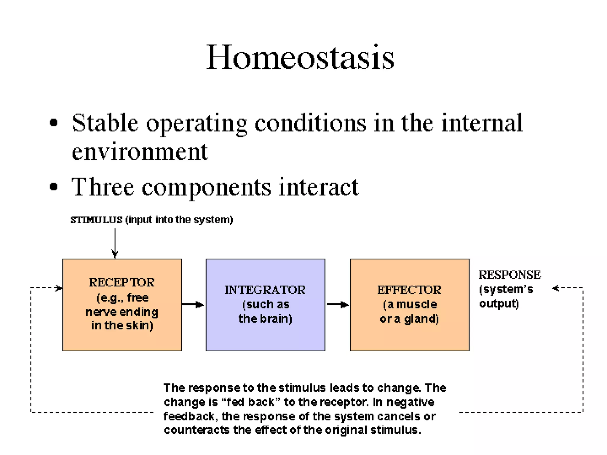 Homeostasis.pptx