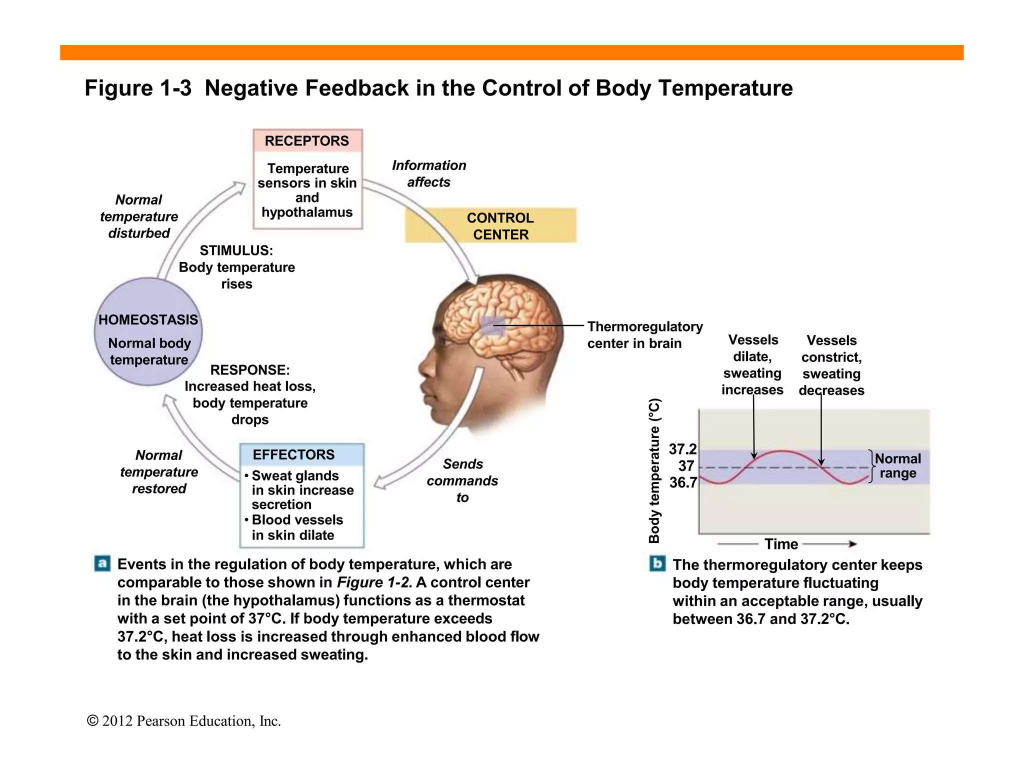 Homeostasis.pptx