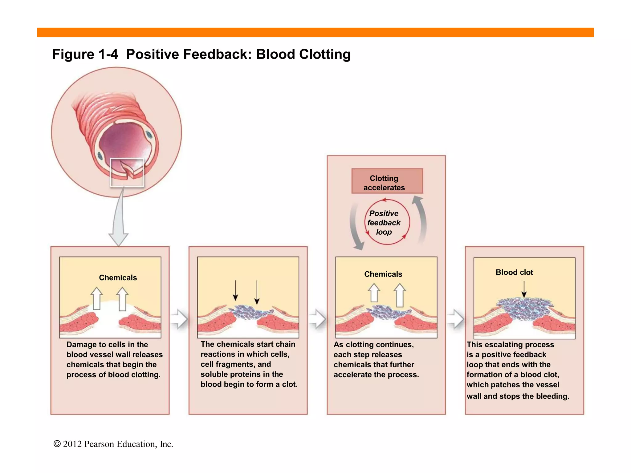 Homeostasis.pptx