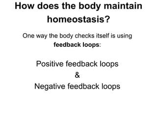Homeostasis.pptx