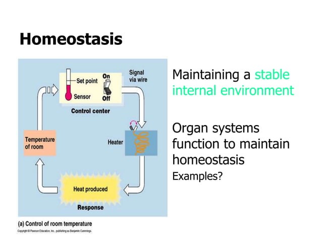 Homeostasis.pptx