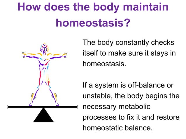 Homeostasis.pptx