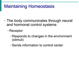 Homeostasis.pptx