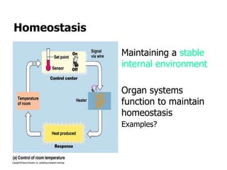 Maintain Homeostasis Examples