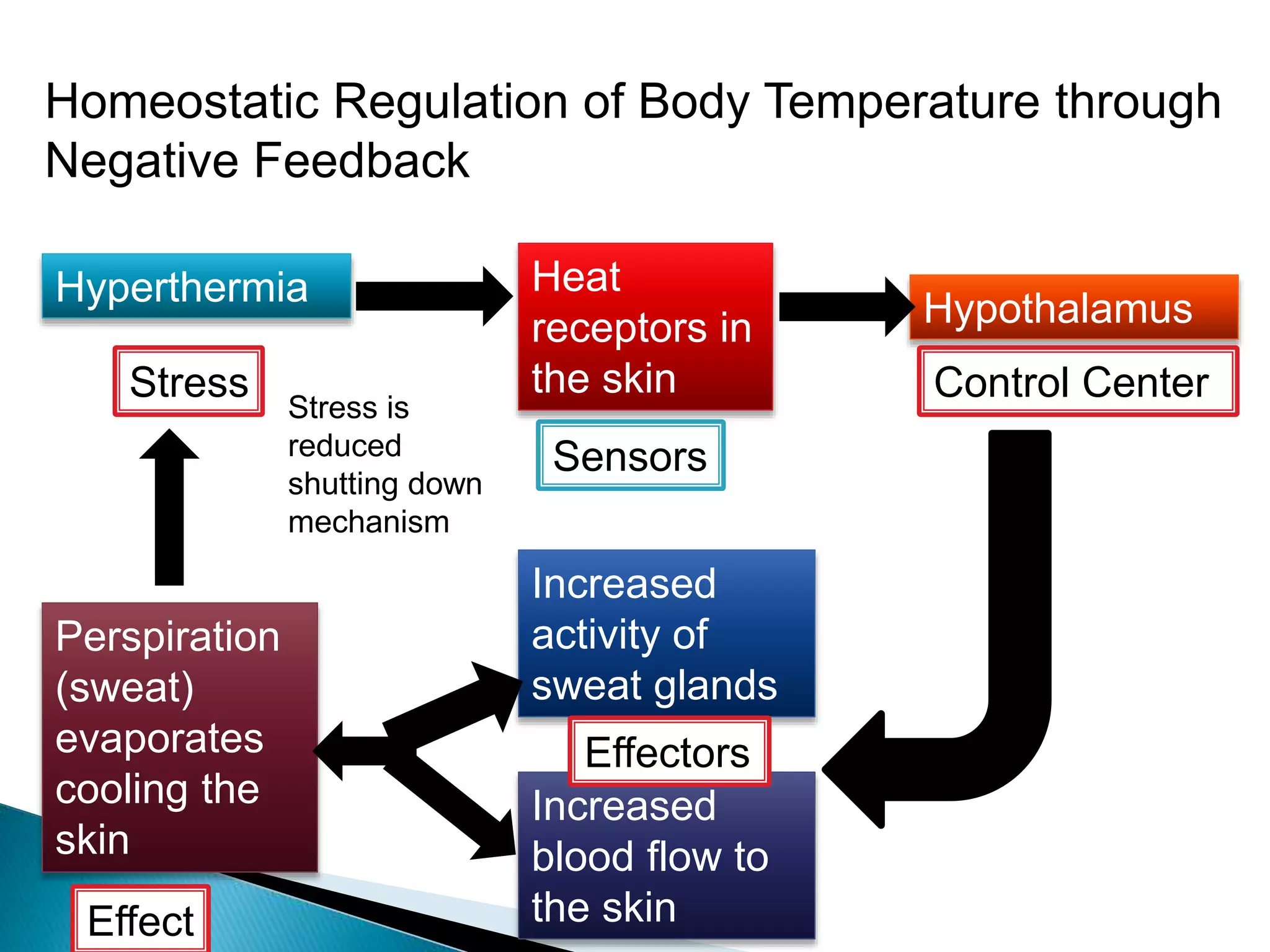 HOMEOSTASIS.pptx