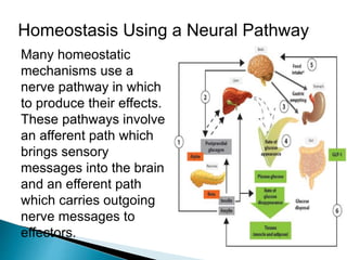 HOMEOSTASIS.pptx