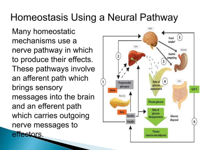 HOMEOSTASIS.pptx