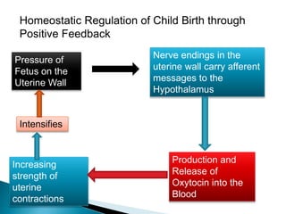HOMEOSTASIS.pptx