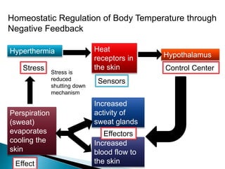 HOMEOSTASIS.pptx