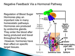 HOMEOSTASIS.pptx