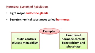 Homeostasis.pptx