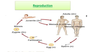 Homeostasis.pptx