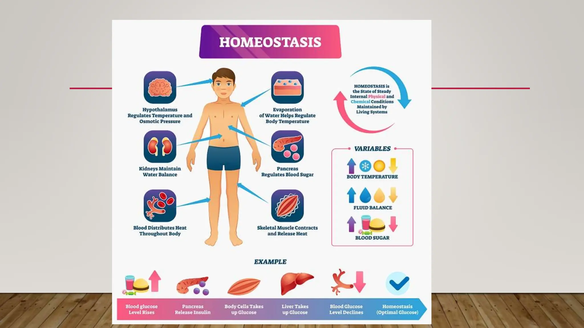HOMEOSTASIS.pptx