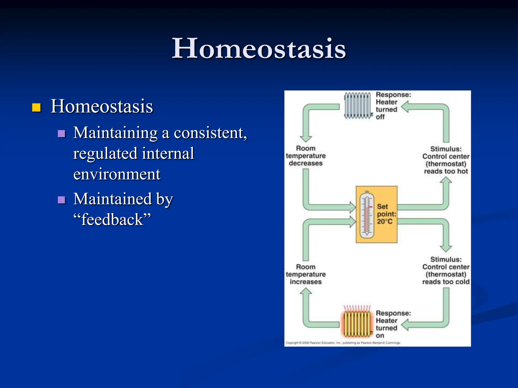 Homeostasis.ppt concept of homeostasis different type of homeostasis | PPT