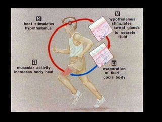 Homeostasis.ppt concept of homeostasis different type of homeostasis | PPT