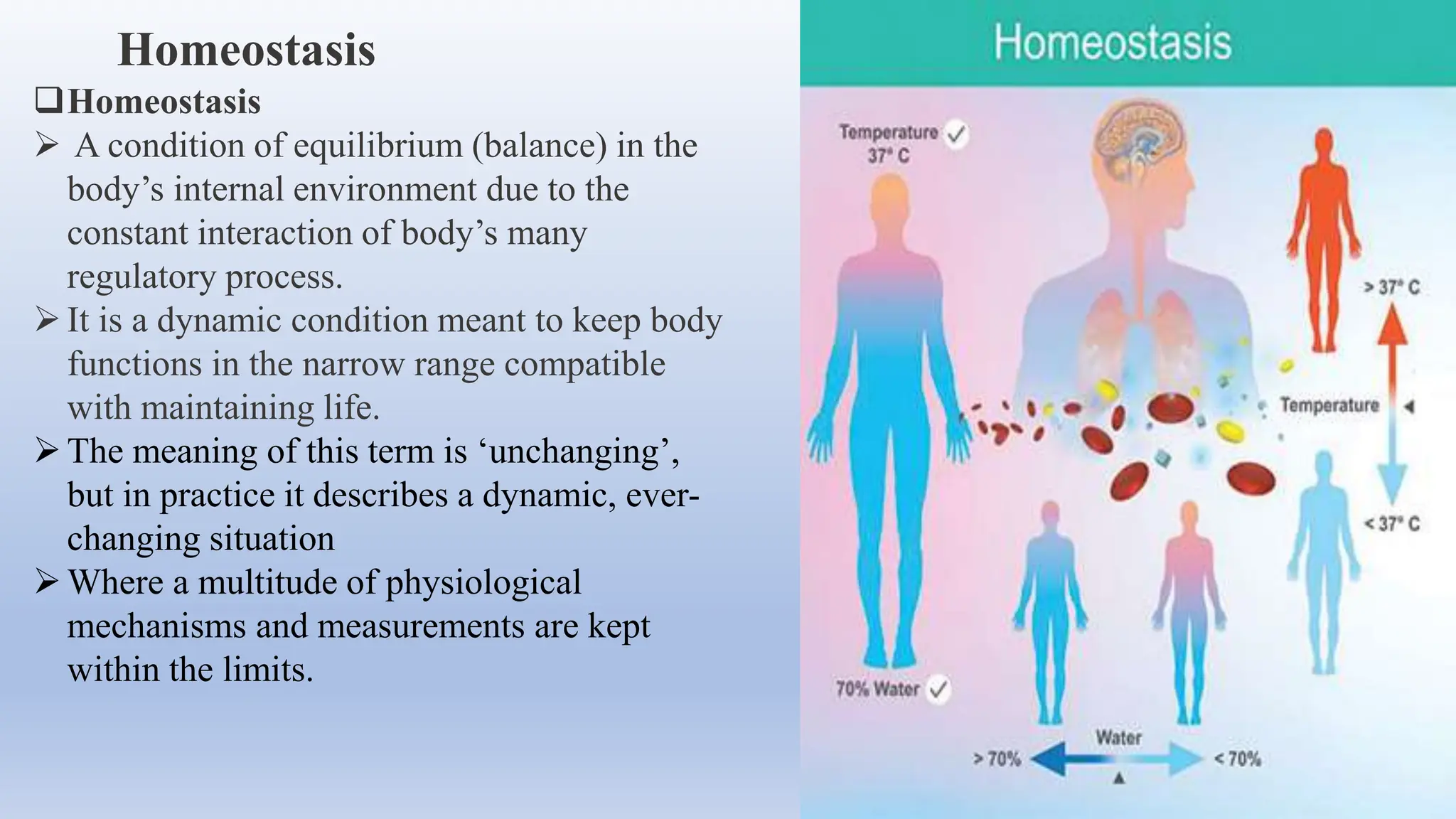 Study of Homeostasis (a part of Human anatomy and physiology) | PPT