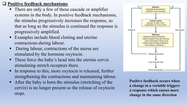 Study of Homeostasis (a part of Human anatomy and physiology) | PPT