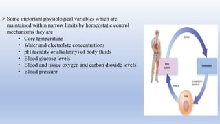 Study of Homeostasis (a part of Human anatomy and physiology) | PPT