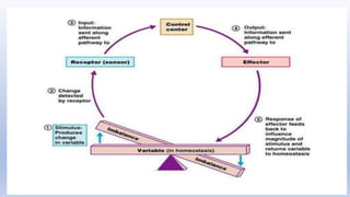 Study of Homeostasis (a part of Human anatomy and physiology) | PPT