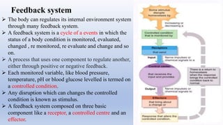Study of Homeostasis (a part of Human anatomy and physiology) | PPT