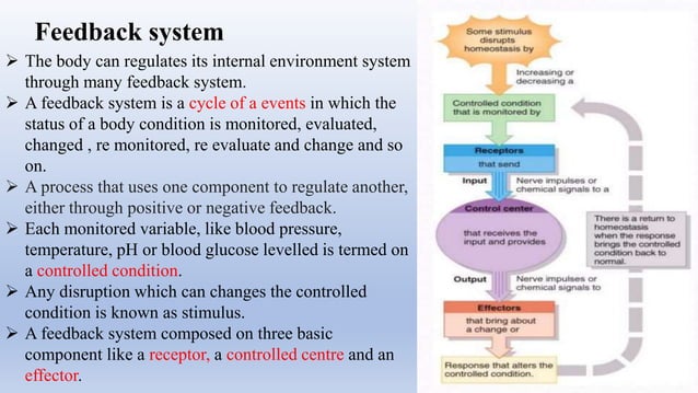 Study of Homeostasis (a part of Human anatomy and physiology) | PPT