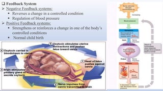 Study of Homeostasis (a part of Human anatomy and physiology) | PPTX