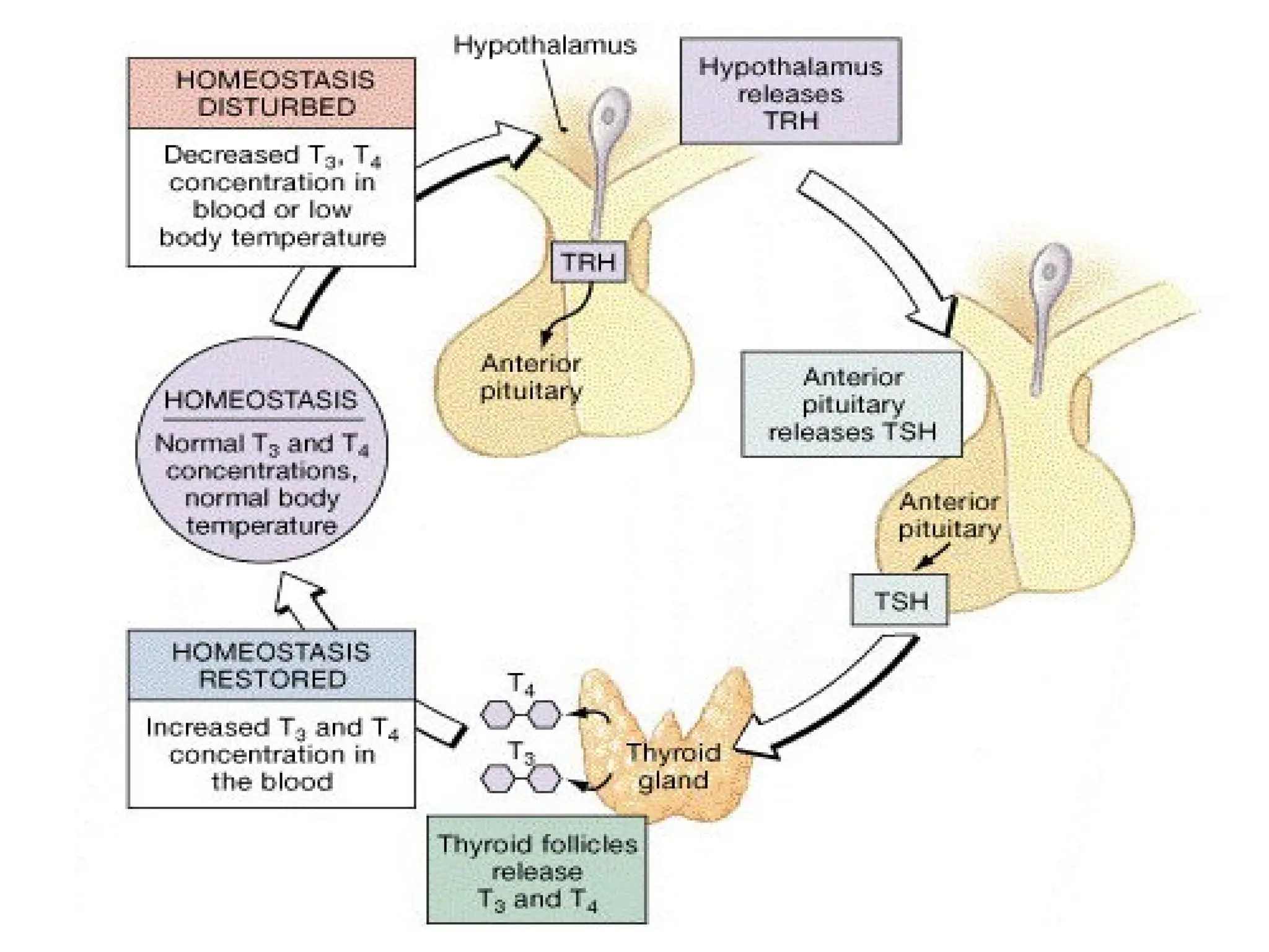HOMEOSTASIS.pptx Human Anatomy and physiology | PPT