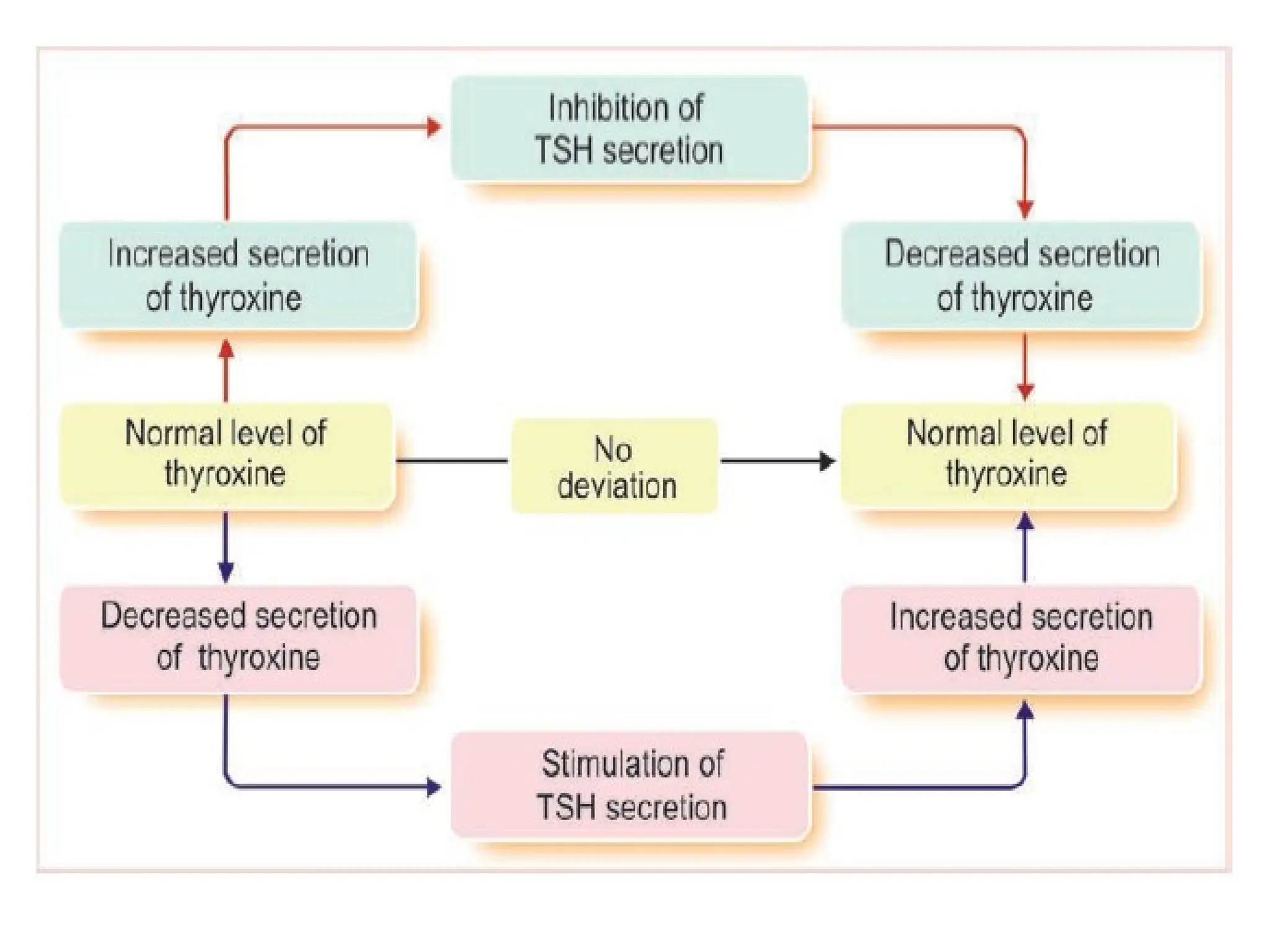 HOMEOSTASIS.pptx Human Anatomy and physiology | PPT