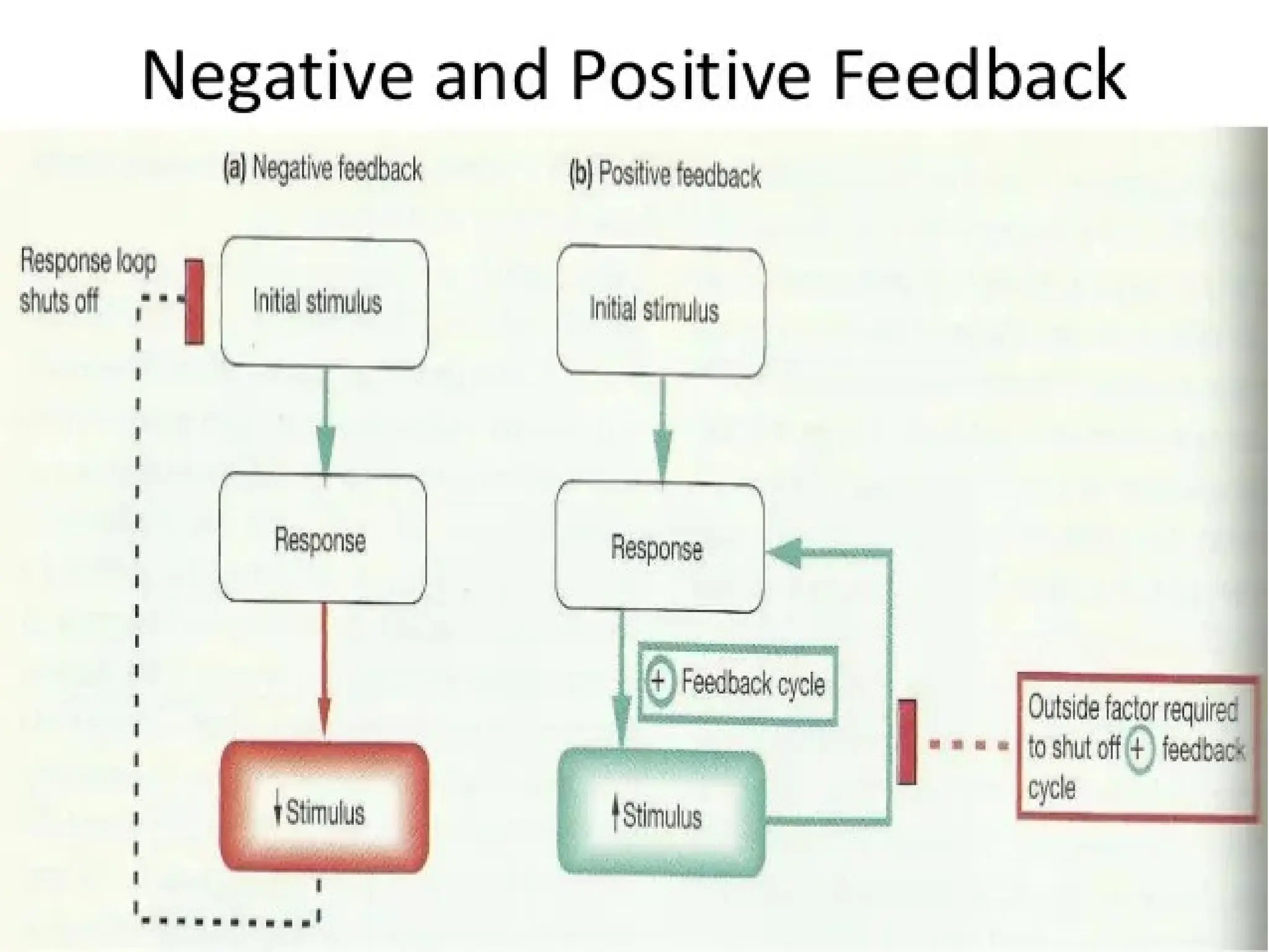 HOMEOSTASIS.pptx Human Anatomy and physiology | PPT