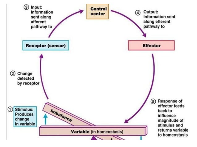 HOMEOSTASIS.pptx Human Anatomy and physiology | PPTX